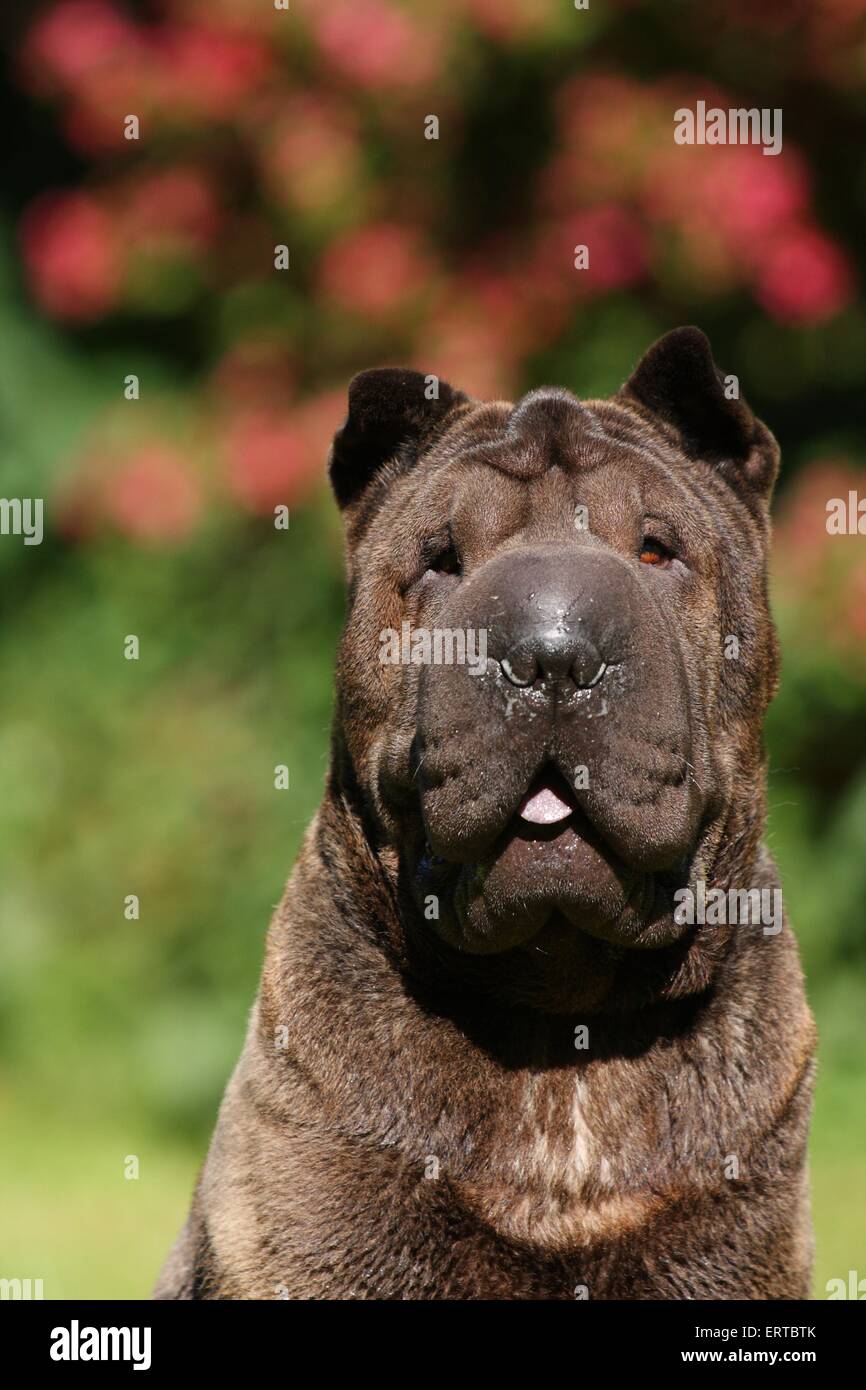 Shar pei tongue hi-res stock photography and images - Alamy