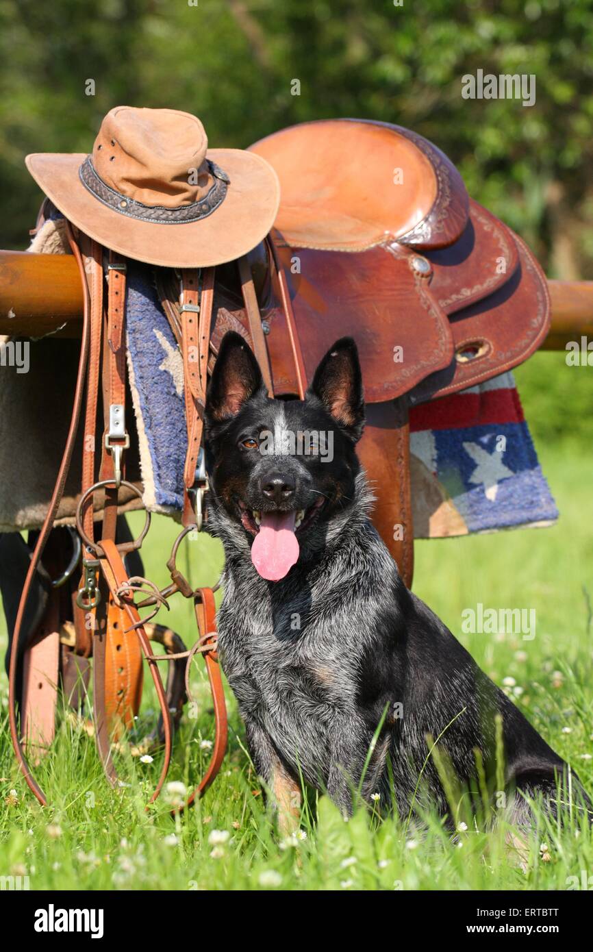 sitting Australian Cattle Dog Stock Photo - Alamy