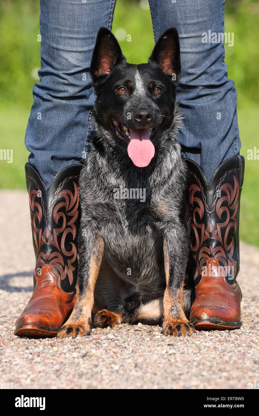 sitting Australian Cattle Dog Stock Photo - Alamy