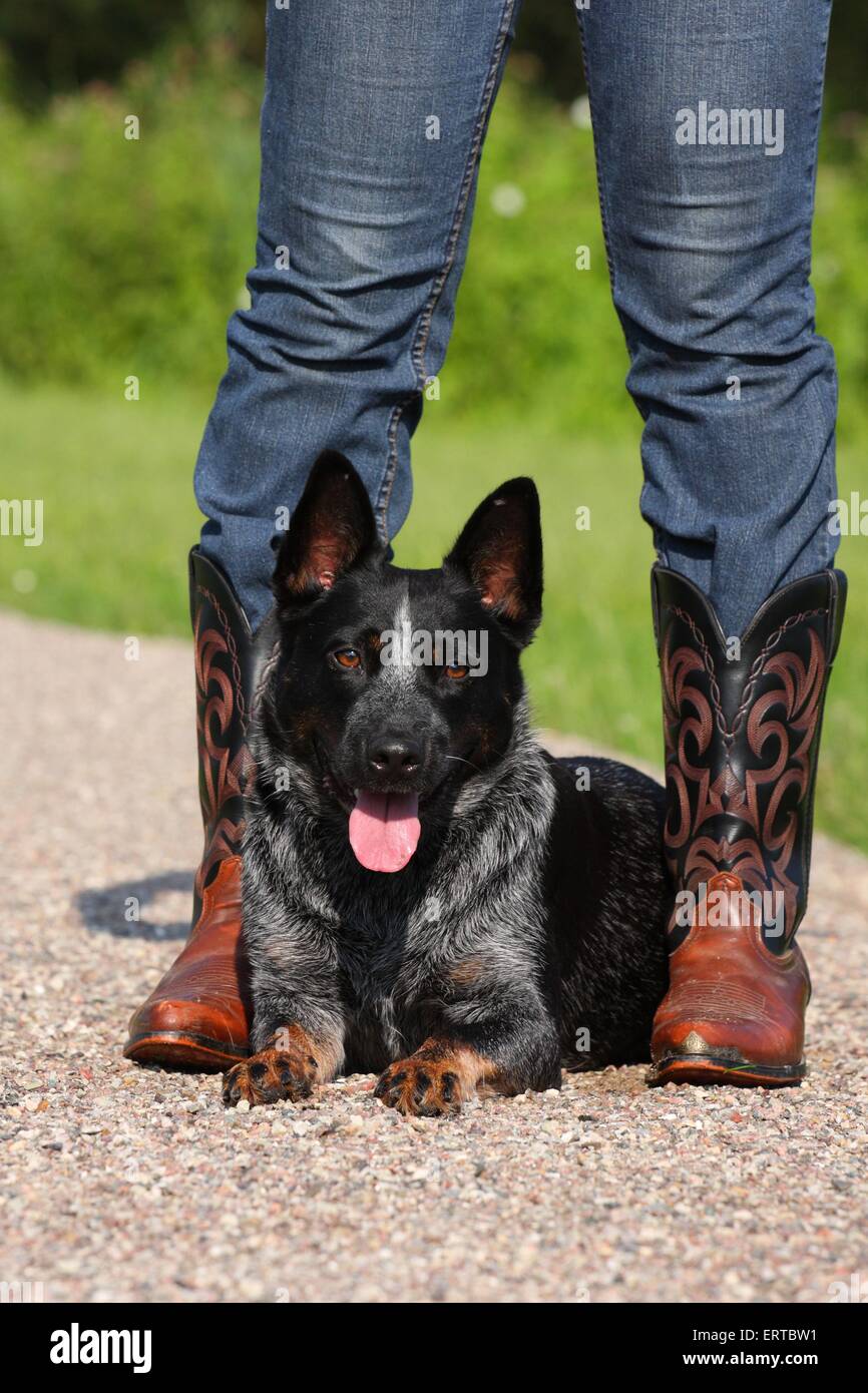 Cattle legs hi-res stock photography and images - Alamy