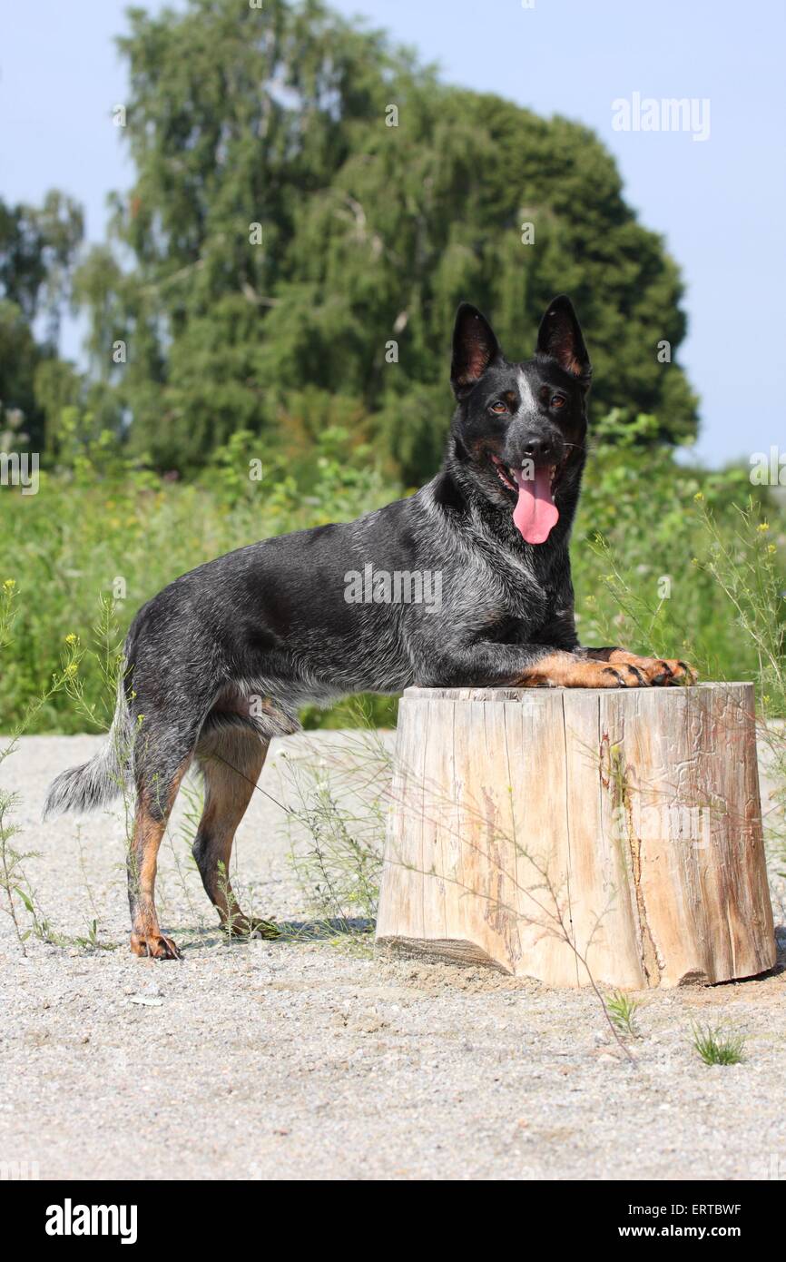 Schwarzer Australian Cattle Dog Mix