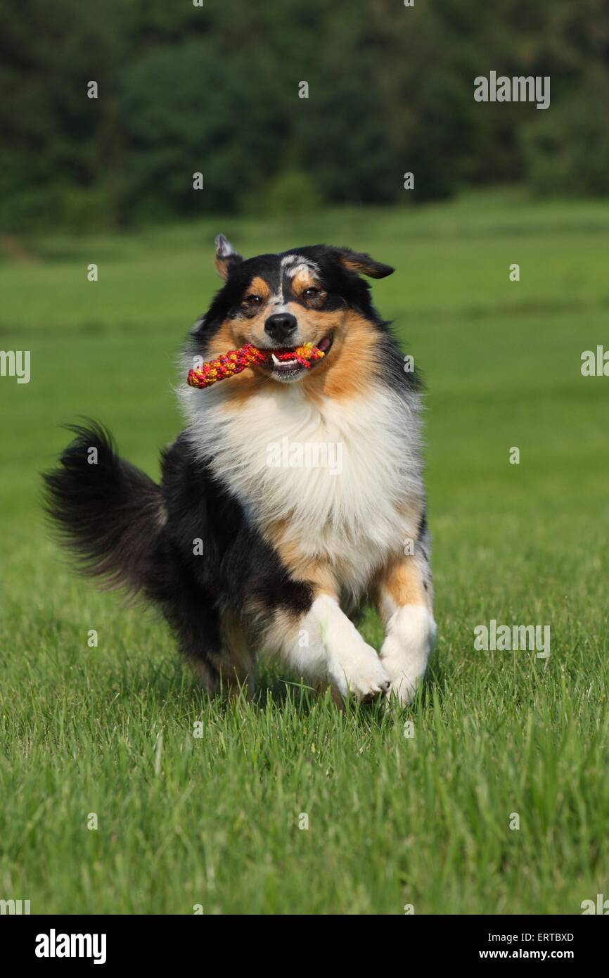playing Australian Shepherd Stock Photo - Alamy