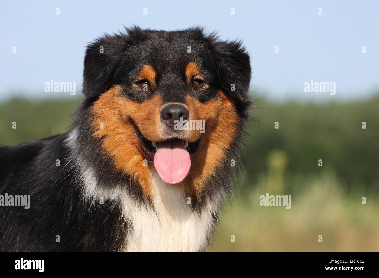 Australian Shepherd Portrait Stock Photo - Alamy