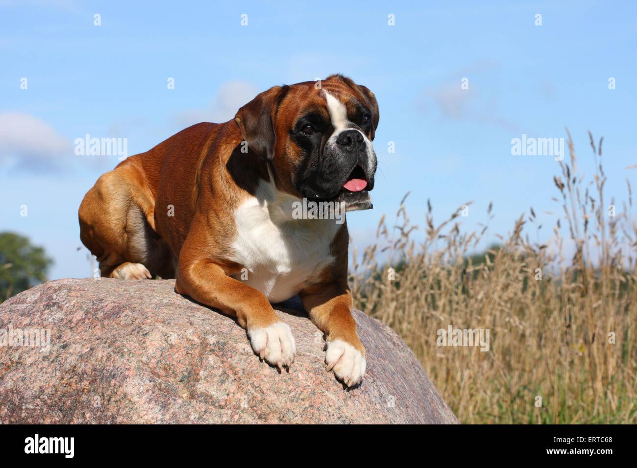 lying German Boxer Stock Photo - Alamy