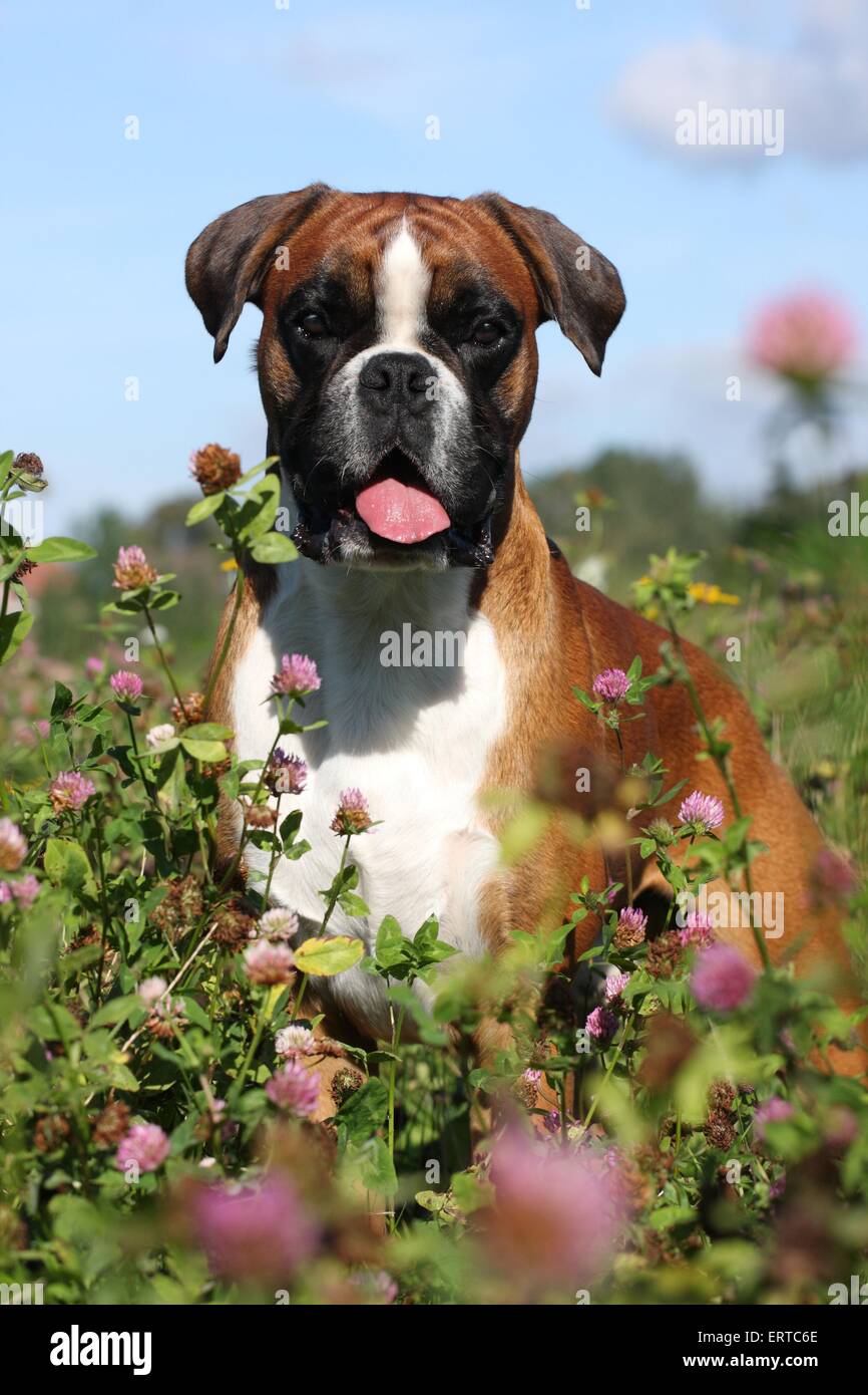 German Boxer Portrait Stock Photo - Alamy