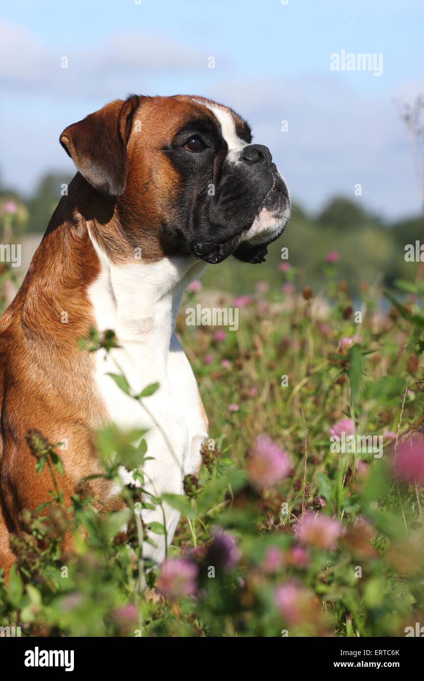 German Boxer Portrait Stock Photo - Alamy
