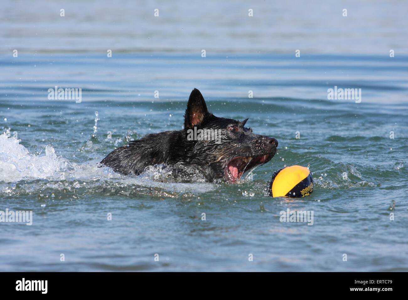 playing Australian Cattle Dog Stock Photo - Alamy