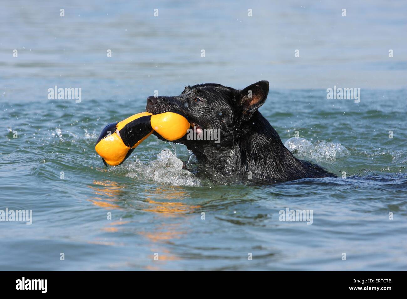 playing Australian Cattle Dog Stock Photo - Alamy