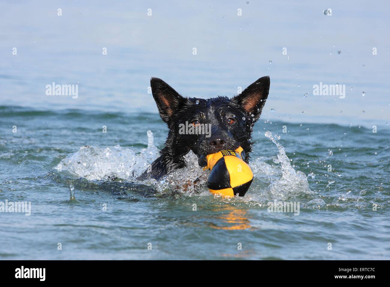 playing Australian Cattle Dog Stock Photo - Alamy