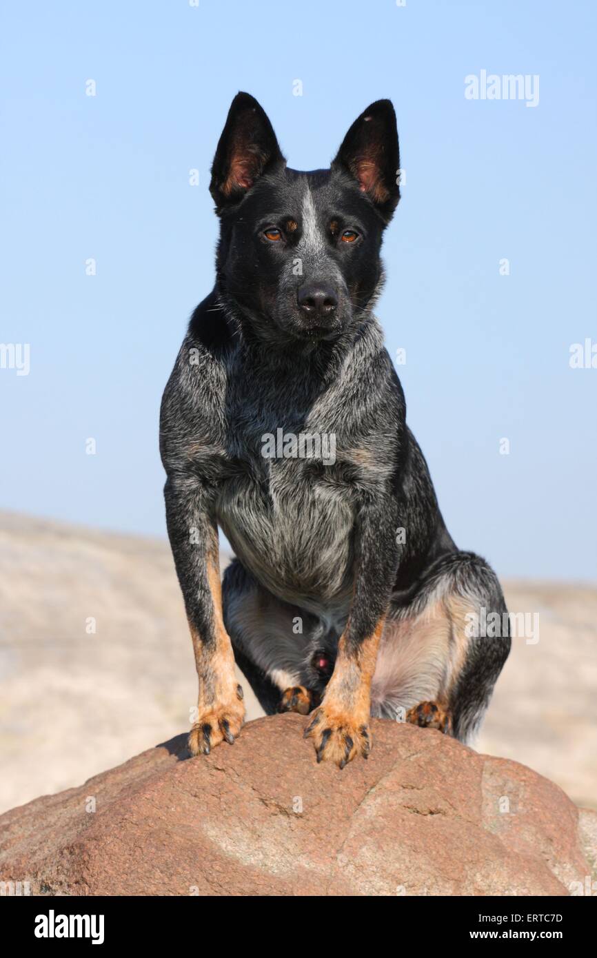 sitting Australian Cattle Dog Stock Photo - Alamy