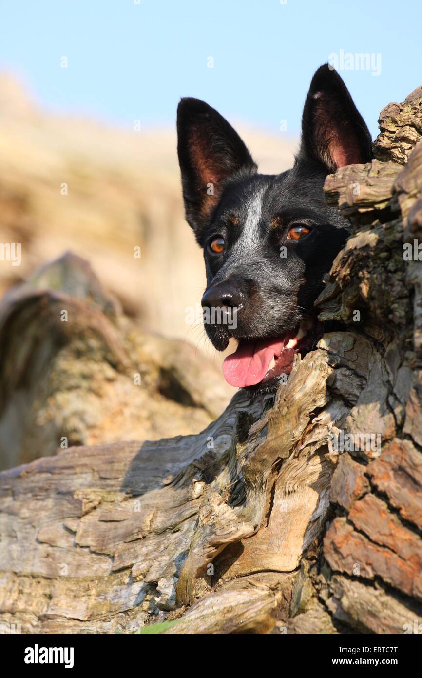 Australian Cattle Dog Portrait Stock Photo - Alamy
