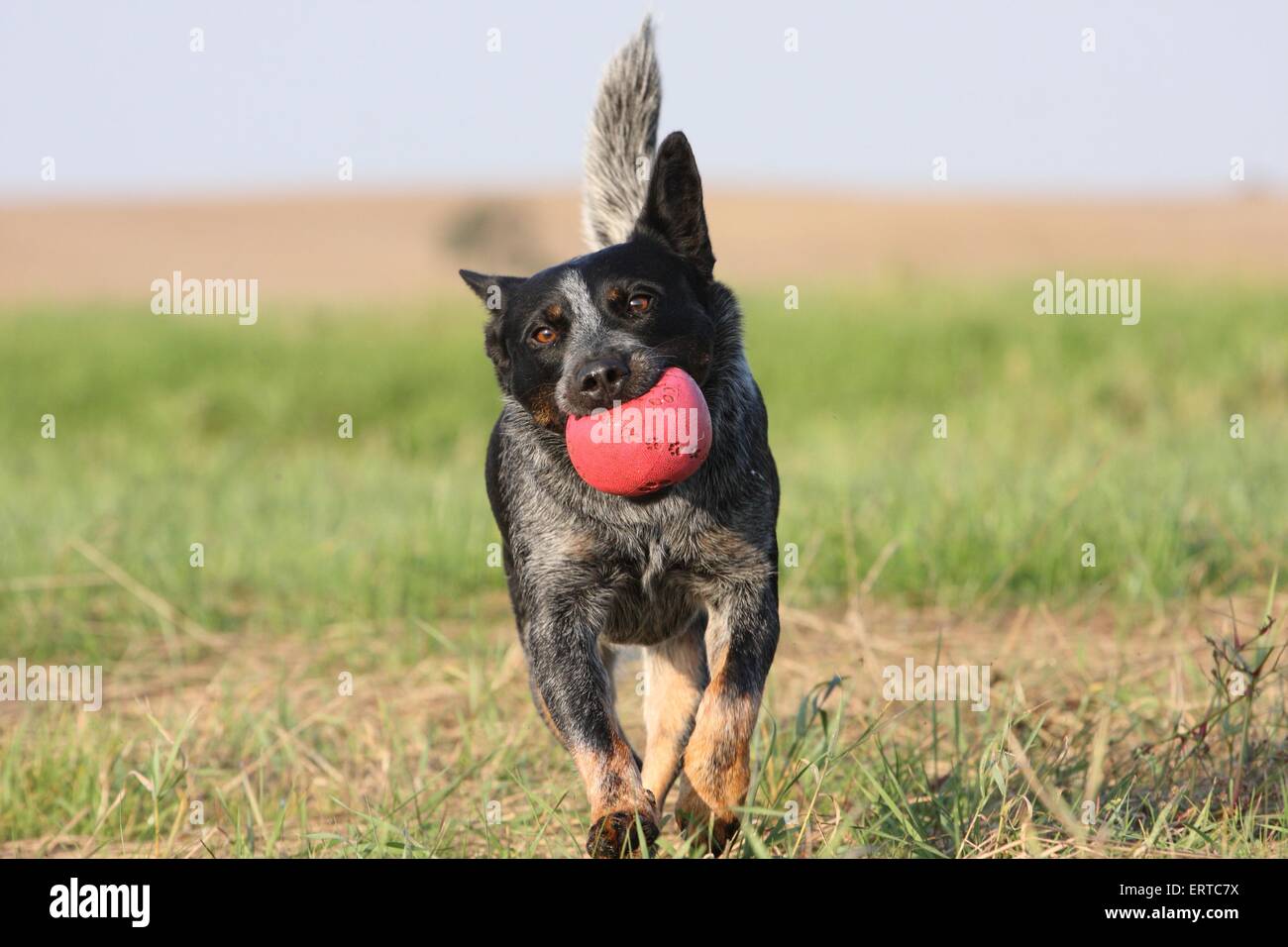 playing Australian Cattle Dog Stock Photo - Alamy
