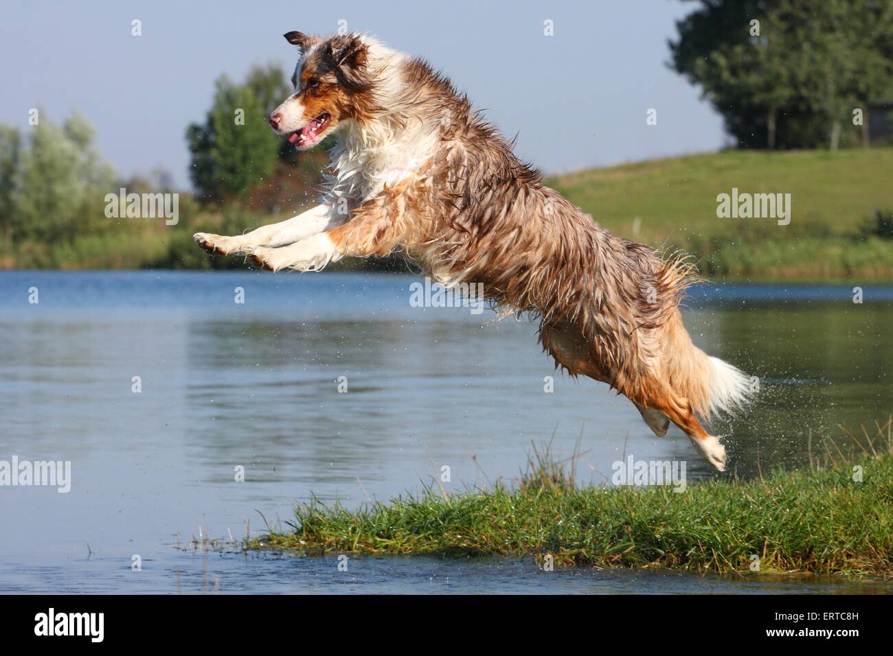 jumping Australian Shepherd Stock Photo - Alamy