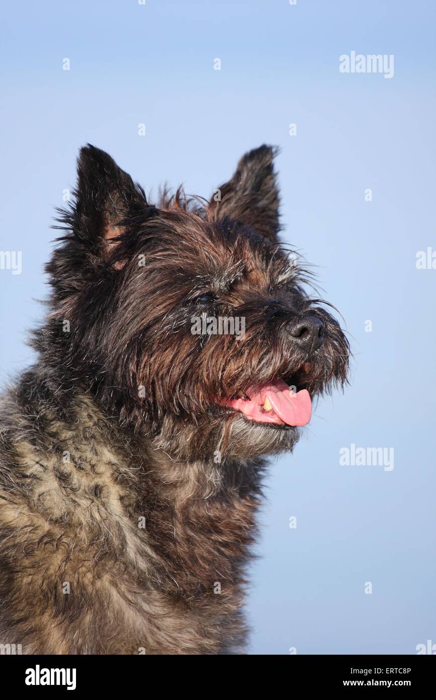 Cairn Terrier Portrait Stock Photo - Alamy