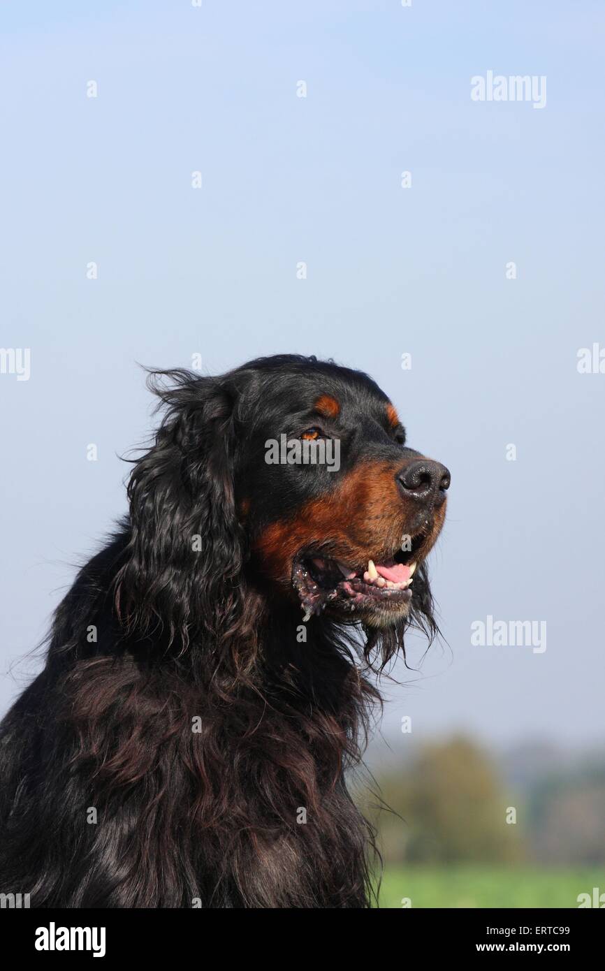 Gordon Setter Portrait Stock Photo - Alamy