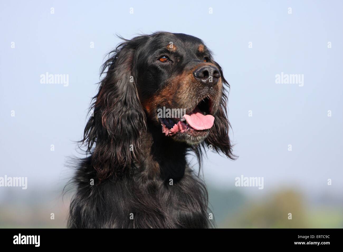 Gordon Setter Portrait Stock Photo - Alamy