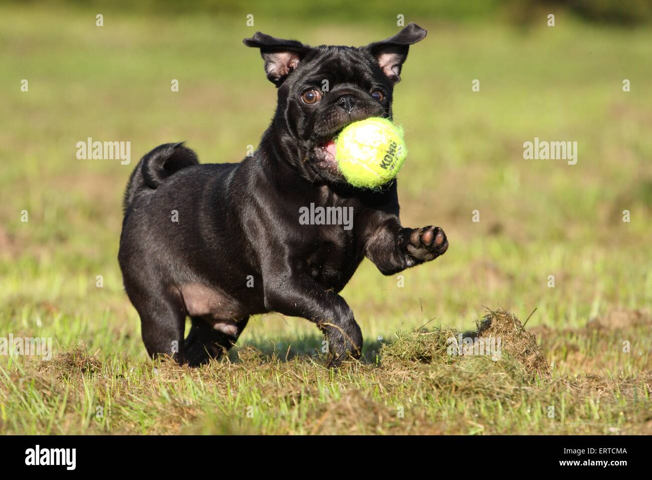 Fetch pug hi-res stock photography and images - Alamy