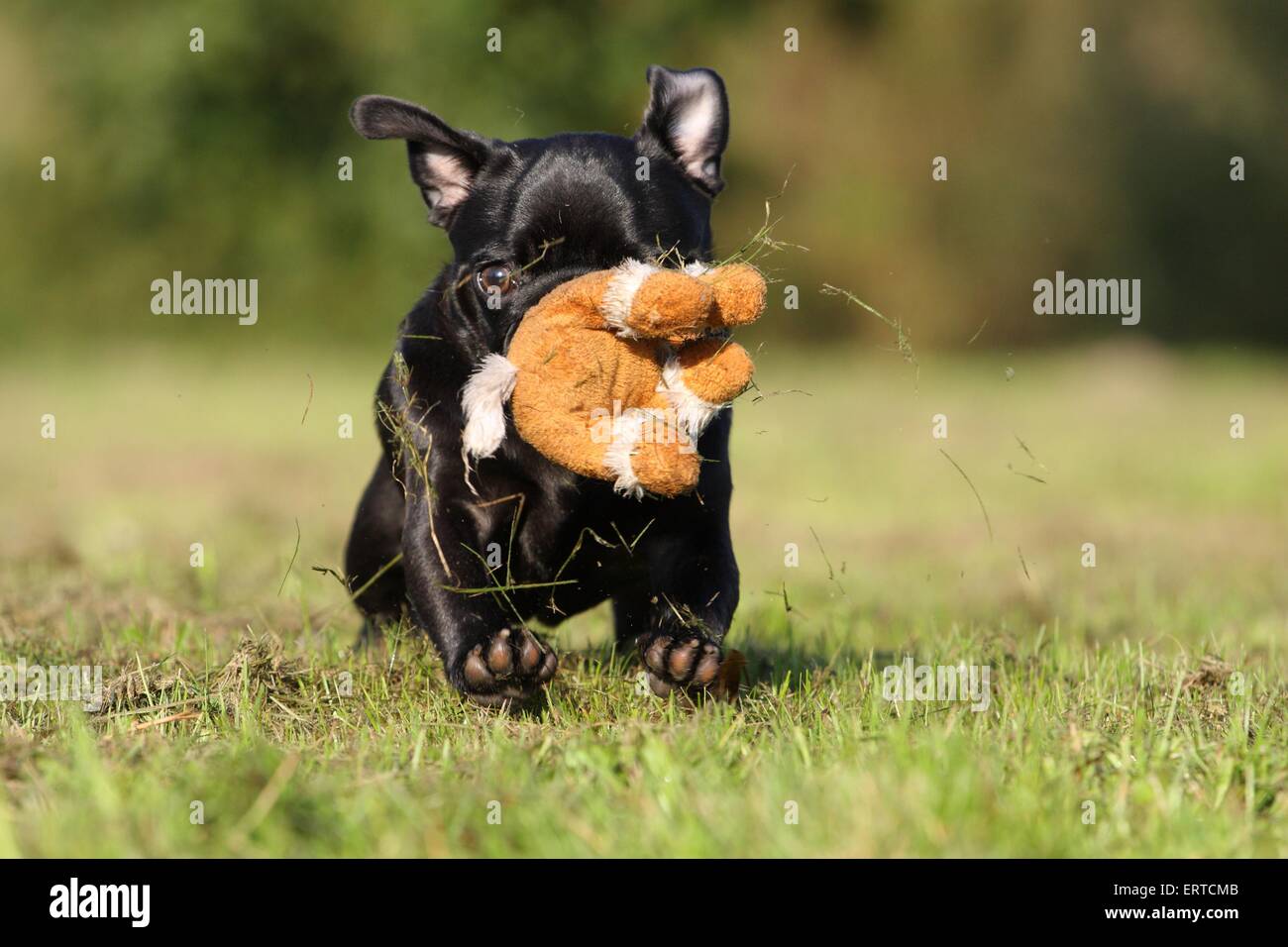 Fluffy pug hi-res stock photography and images - Alamy
