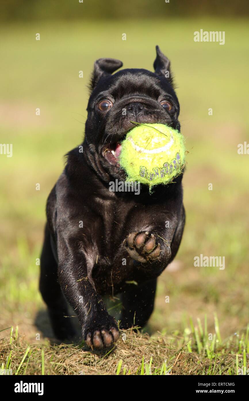 Fetch pug hi-res stock photography and images - Alamy