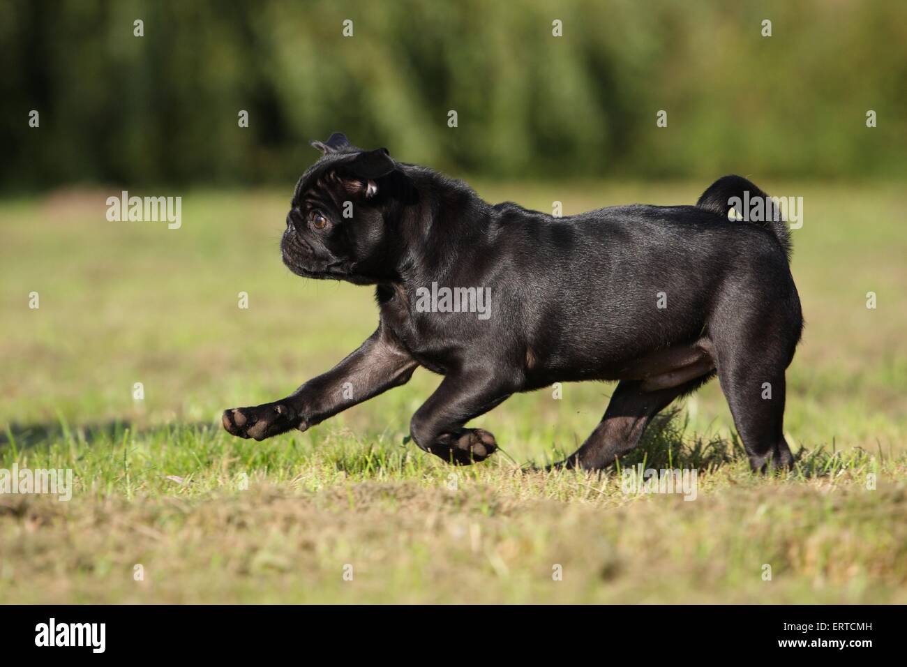 Pugs side profile hi-res stock photography and images - Alamy