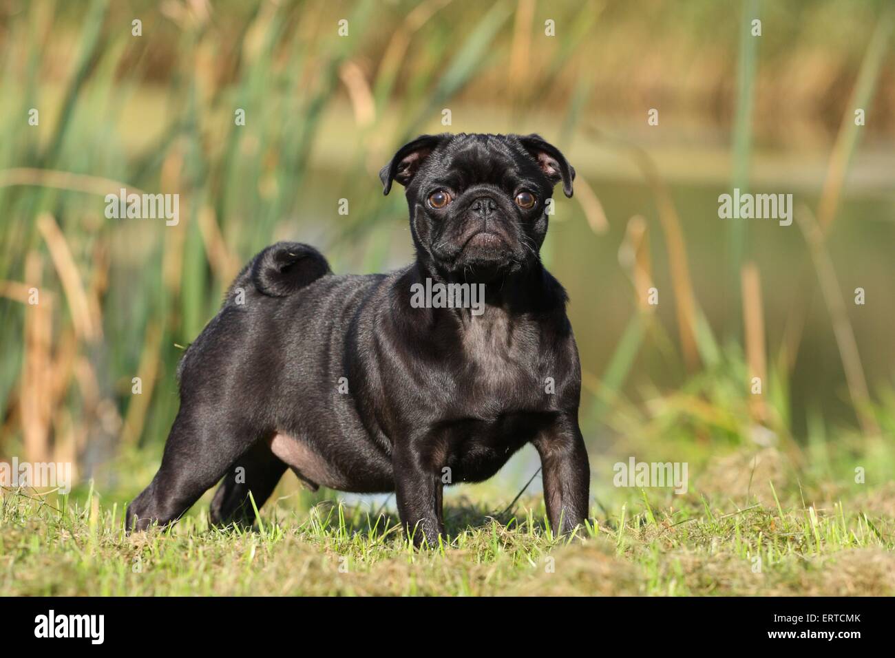 Little pug lake hi-res stock photography and images - Alamy