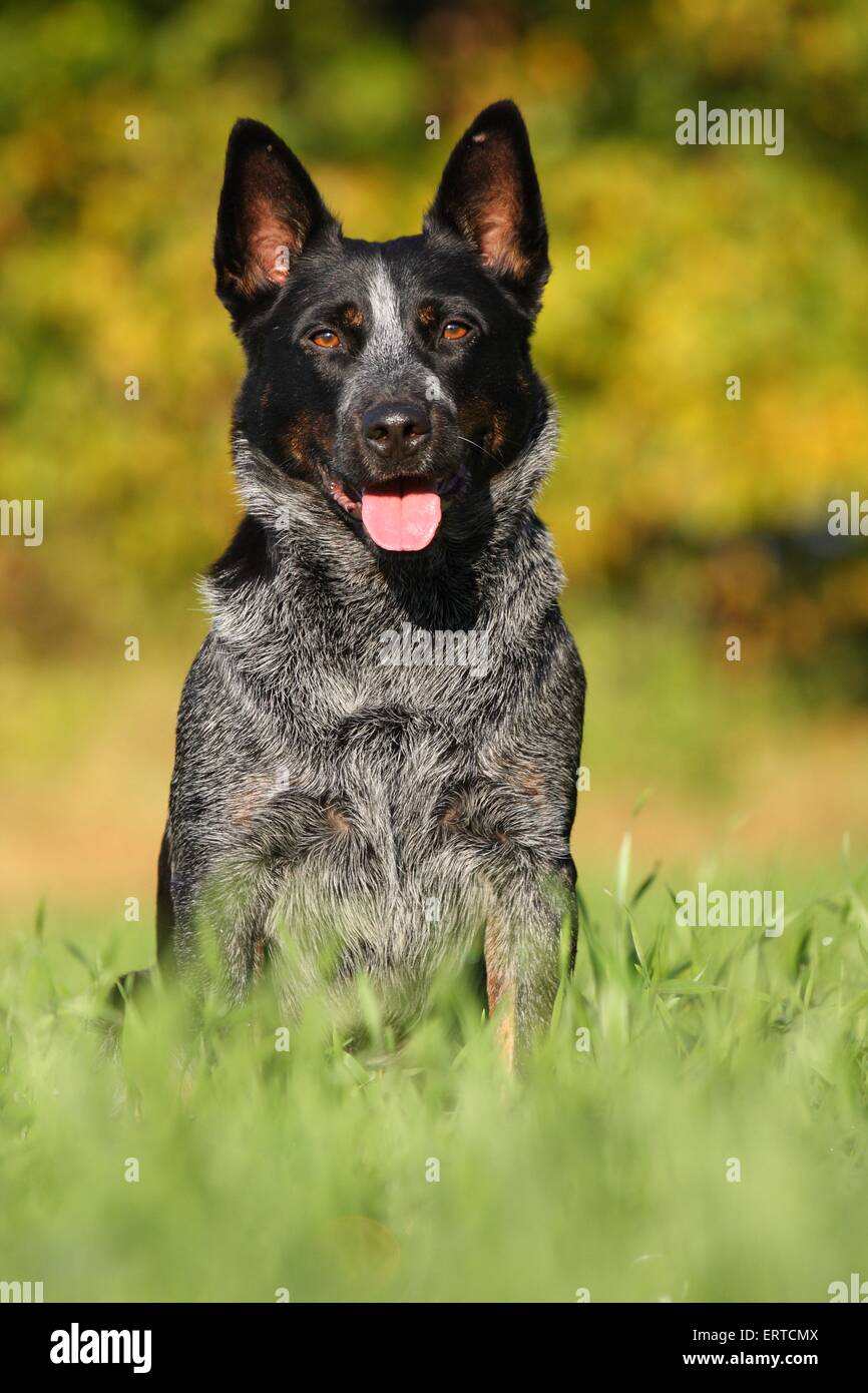 sitting Australian Cattle Dog Stock Photo - Alamy