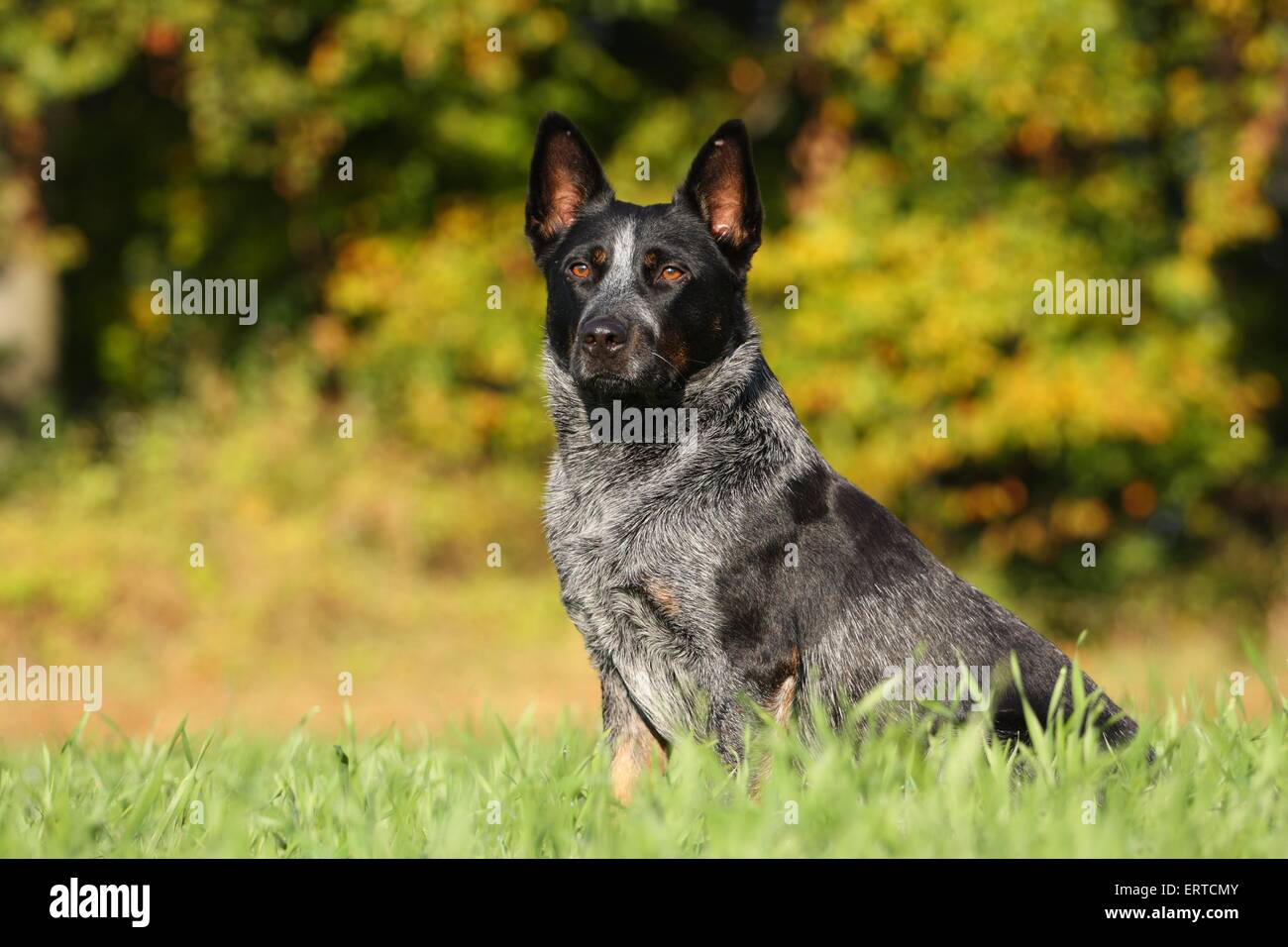 sitting Australian Cattle Dog Stock Photo - Alamy
