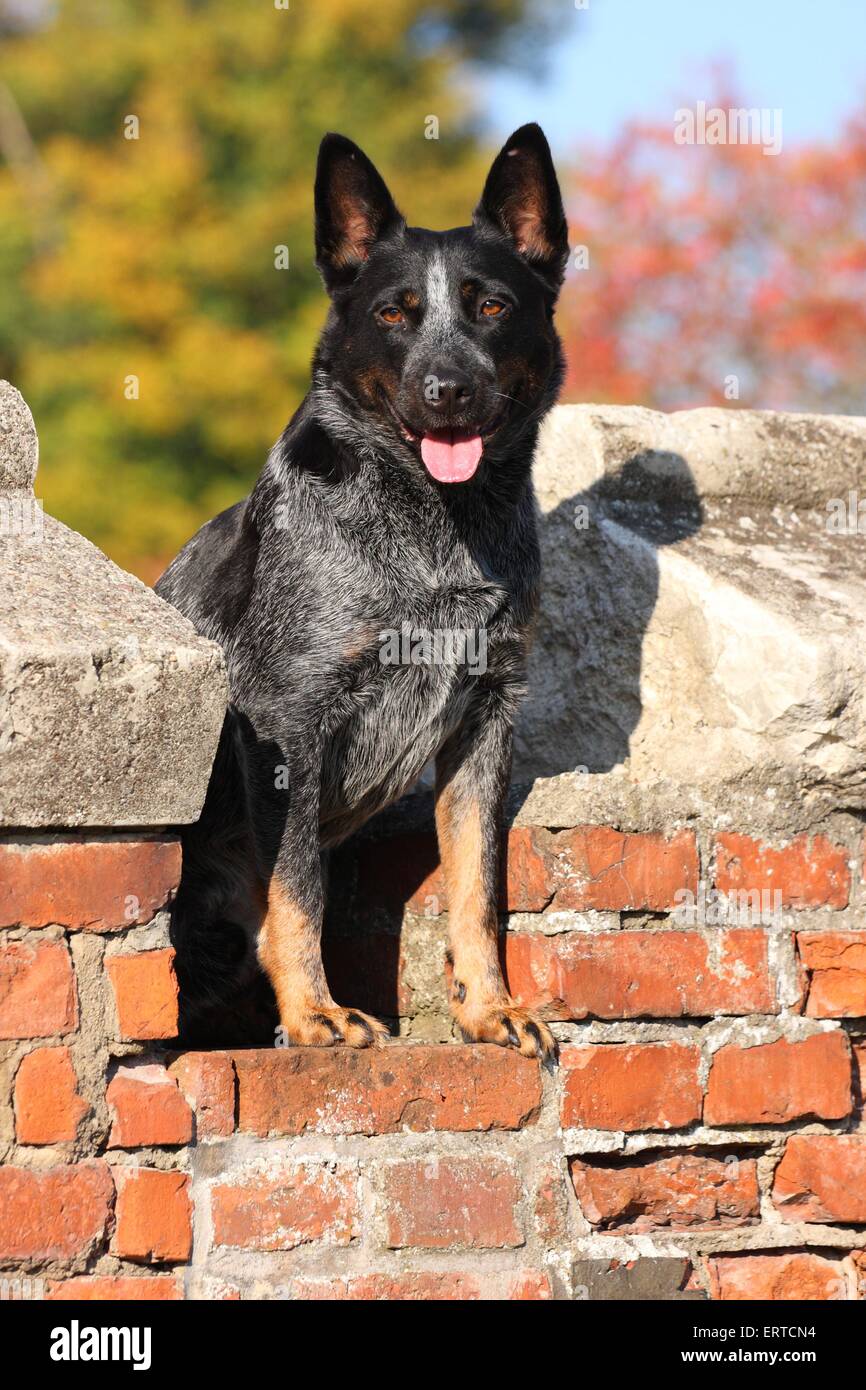 sitting Australian Cattle Dog Stock Photo - Alamy