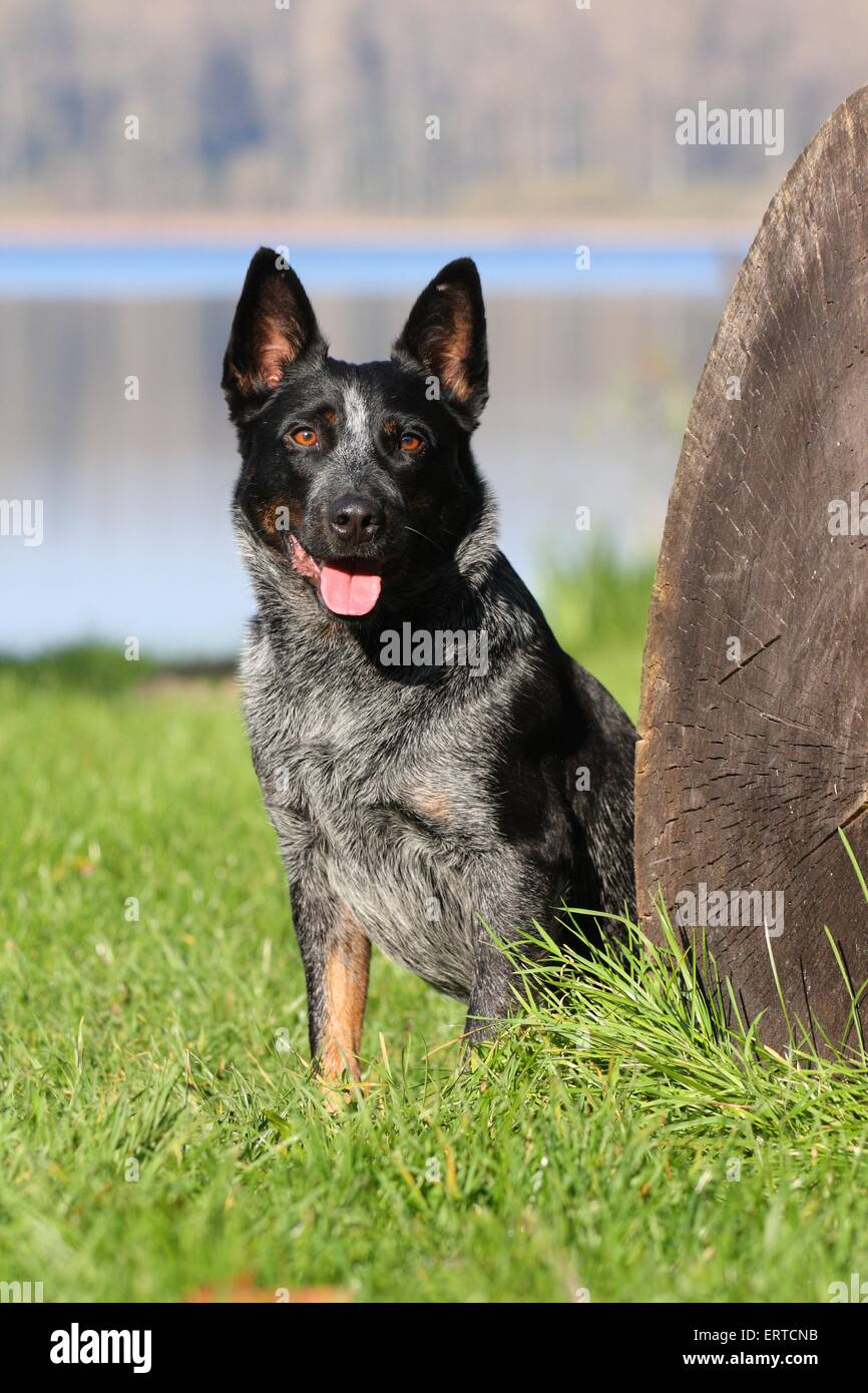 sitting Australian Cattle Dog Stock Photo - Alamy