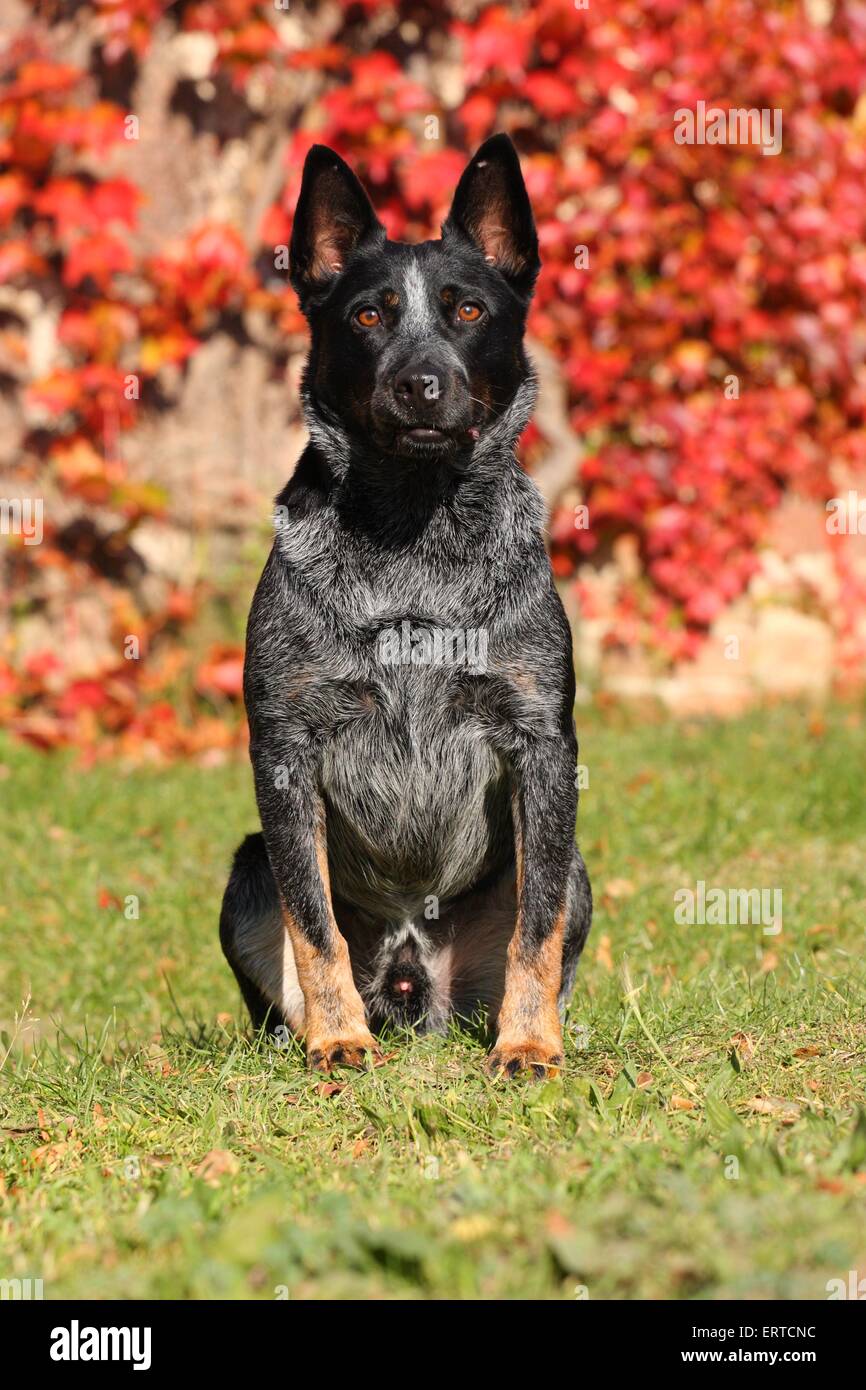 sitting Australian Cattle Dog Stock Photo - Alamy