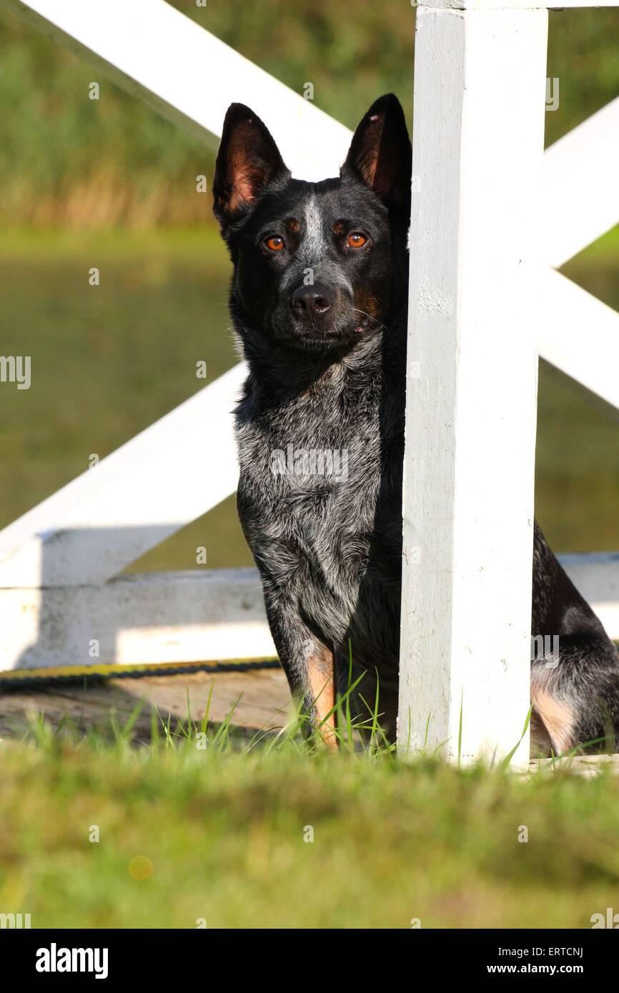 sitting Australian Cattle Dog Stock Photo - Alamy
