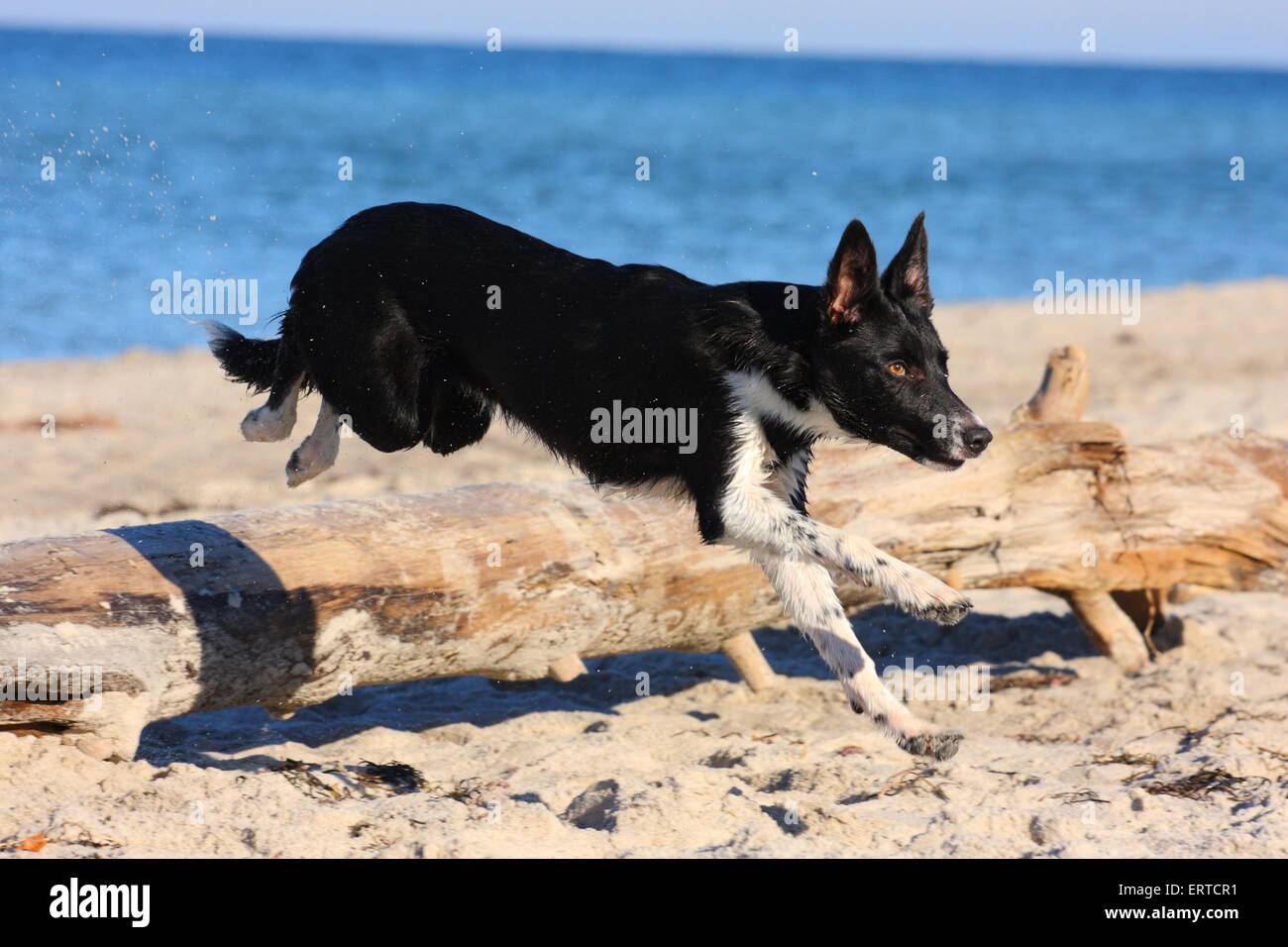 jumping Border Collie Stock Photo - Alamy