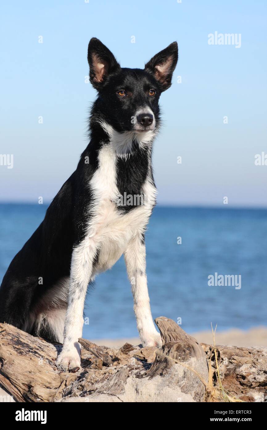 sitting Border Collie Stock Photo - Alamy