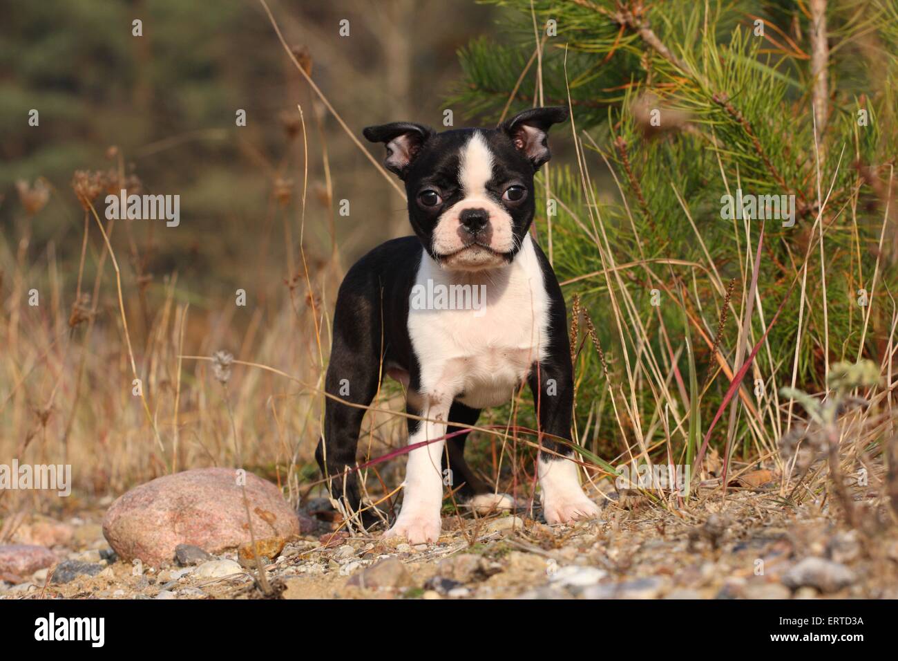Boston Terrier puppy Stock Photo - Alamy