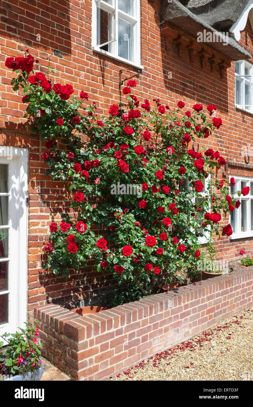 Red Rose 'Dublin Bay' Growing on Front of House Stock Photo - Alamy