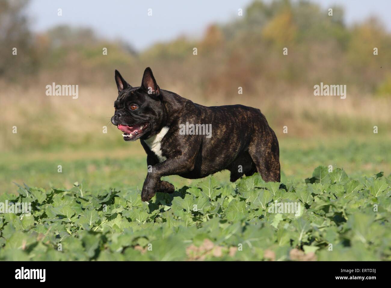 Black french bulldog running hi-res stock photography and images - Alamy