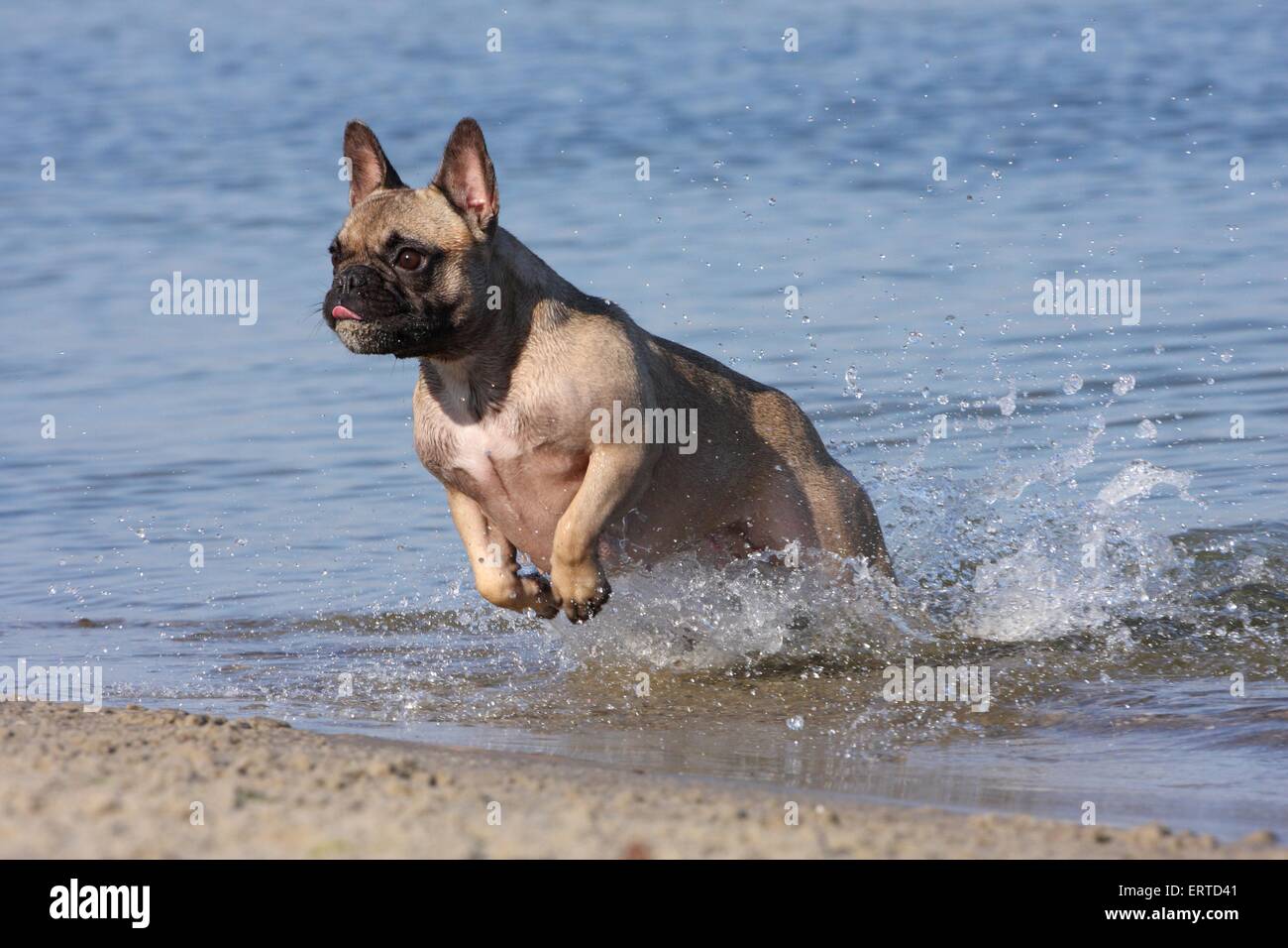 running French Bulldog Stock Photo - Alamy