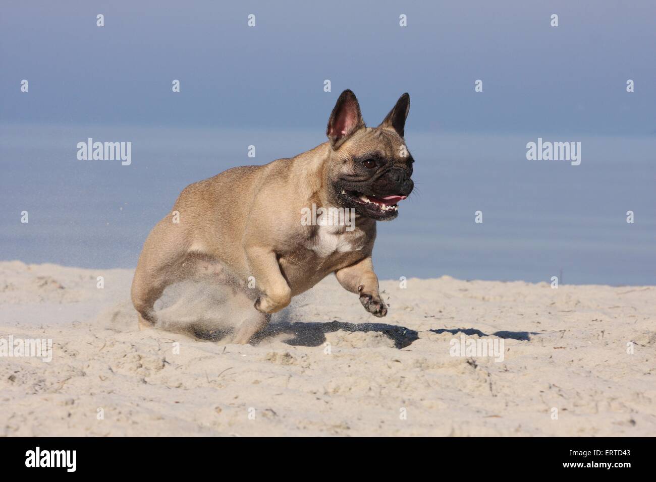 running French Bulldog Stock Photo - Alamy