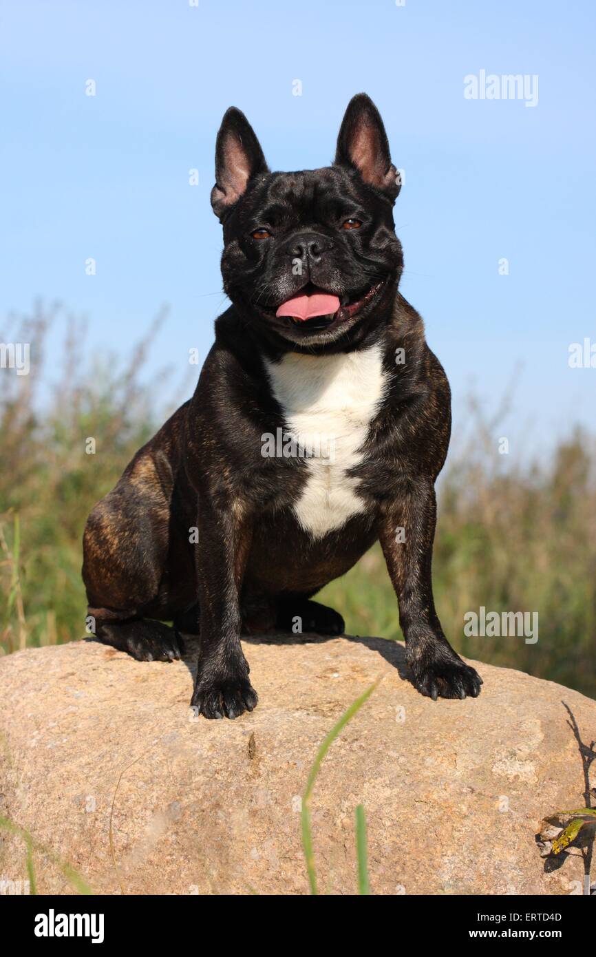 sitting French Bulldog Stock Photo - Alamy