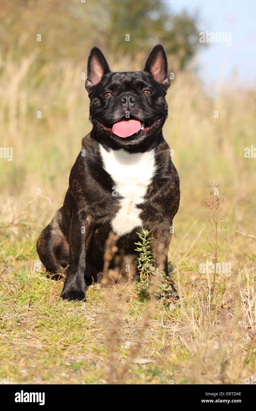 sitting French Bulldog Stock Photo - Alamy