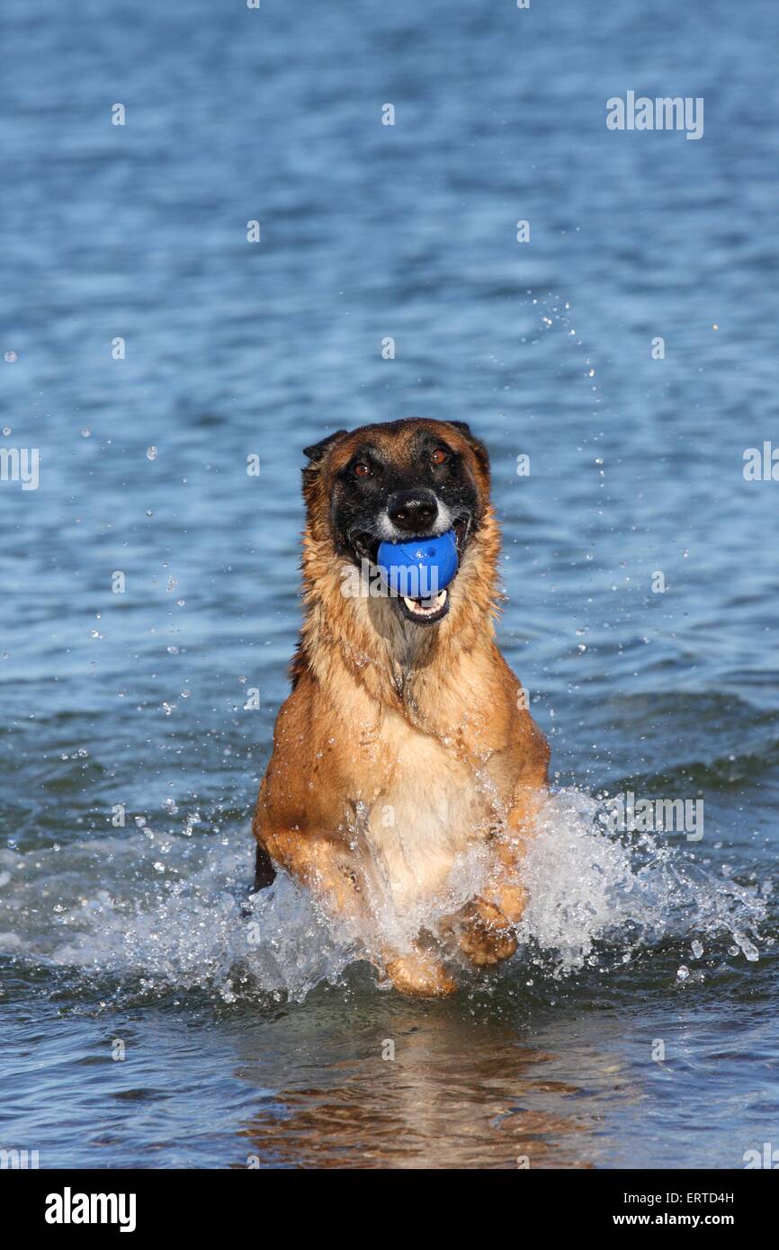 Malinois playing ball hi-res stock photography and images - Alamy