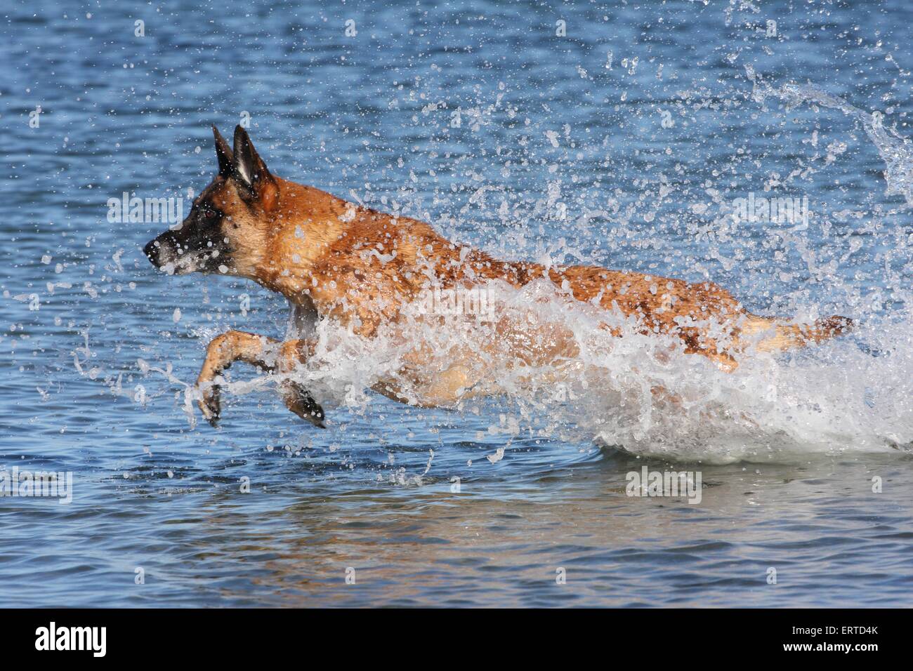 Malinois running water hi-res stock photography and images - Alamy