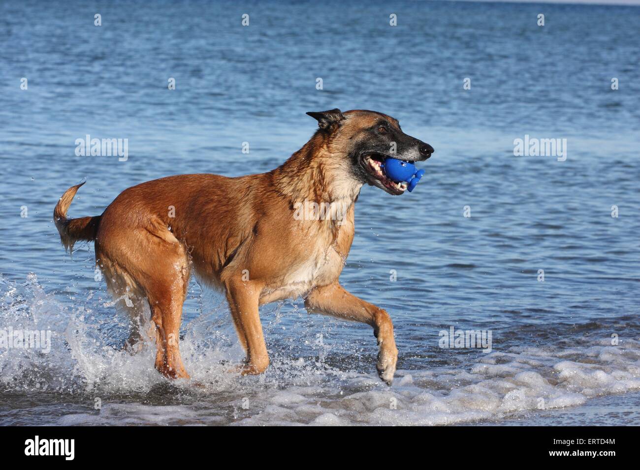 Malinois playing ball hi-res stock photography and images - Alamy