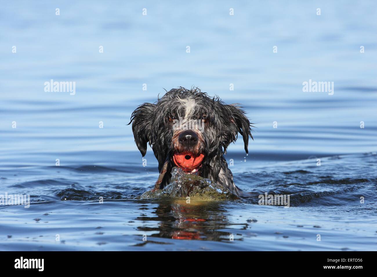 Schafpudel mongrel hi-res stock photography and images - Alamy