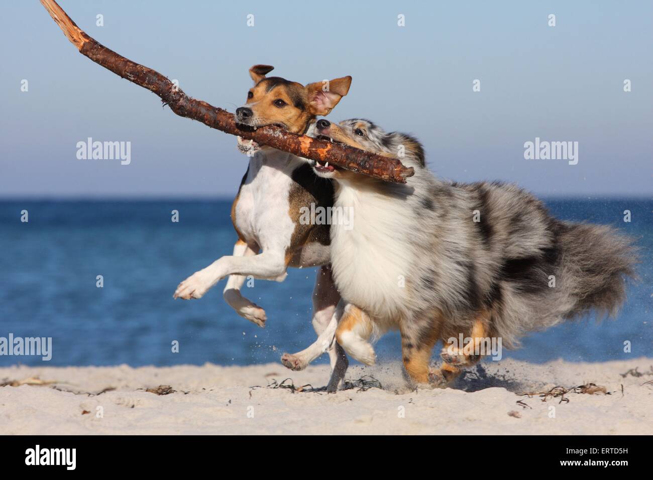 Shelties playing hi-res stock photography and images - Alamy