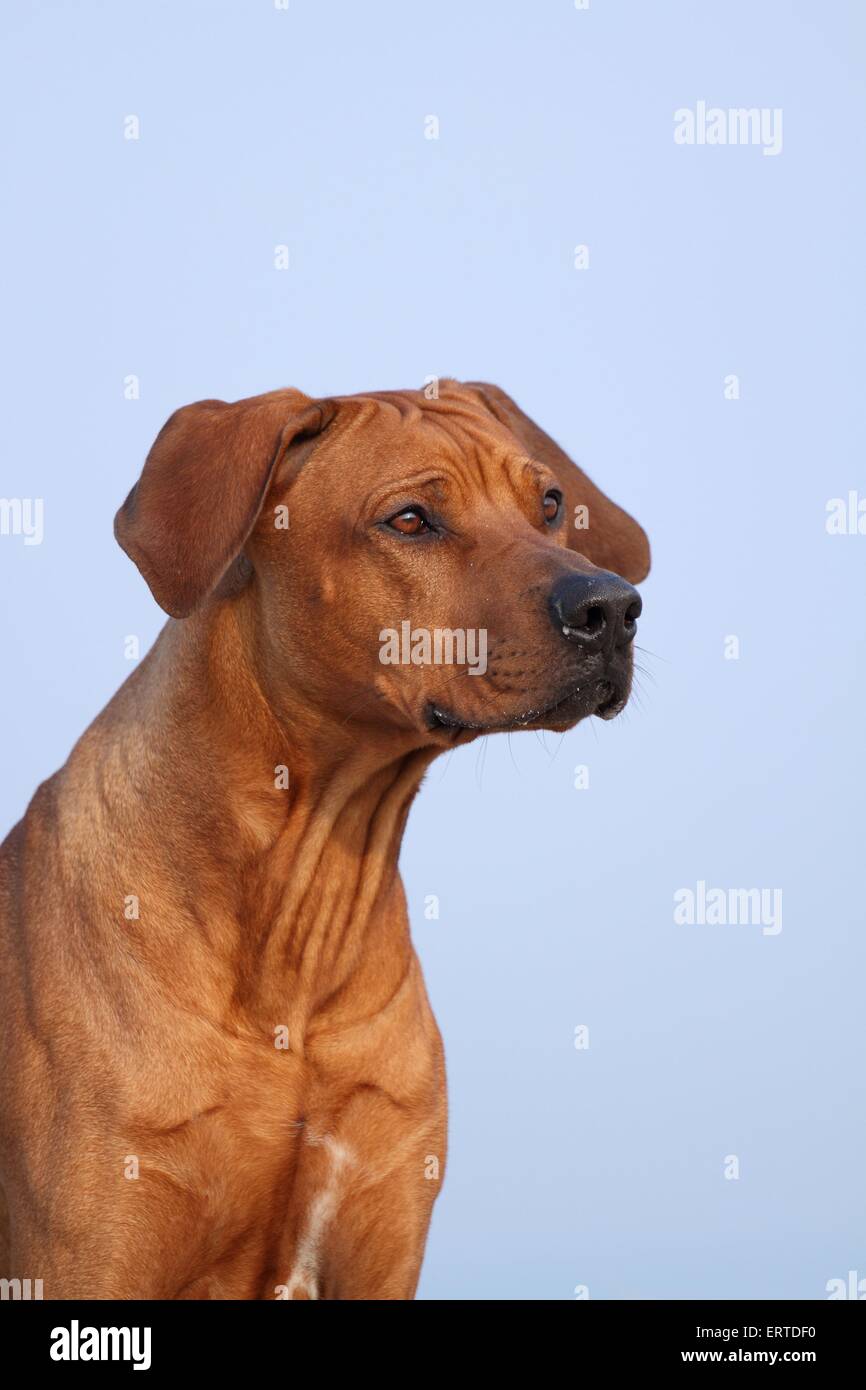 Rhodesian Ridgeback Portrait Stock Photo - Alamy