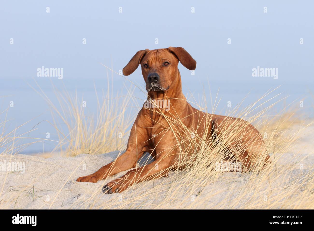 lying Rhodesian Ridgeback Stock Photo - Alamy