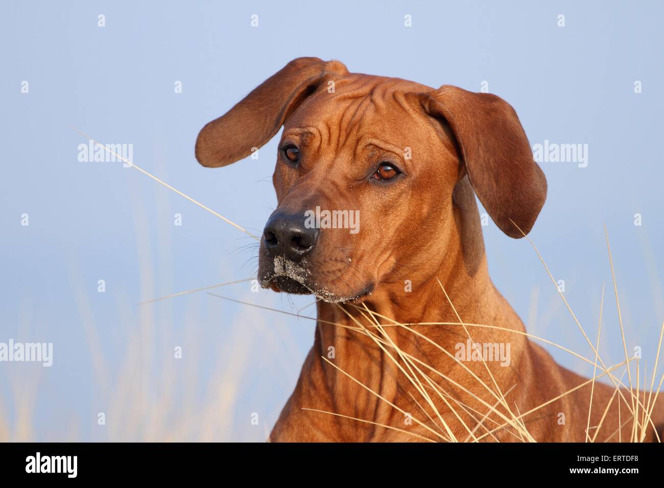 Rhodesian Ridgeback Portrait Stock Photo - Alamy