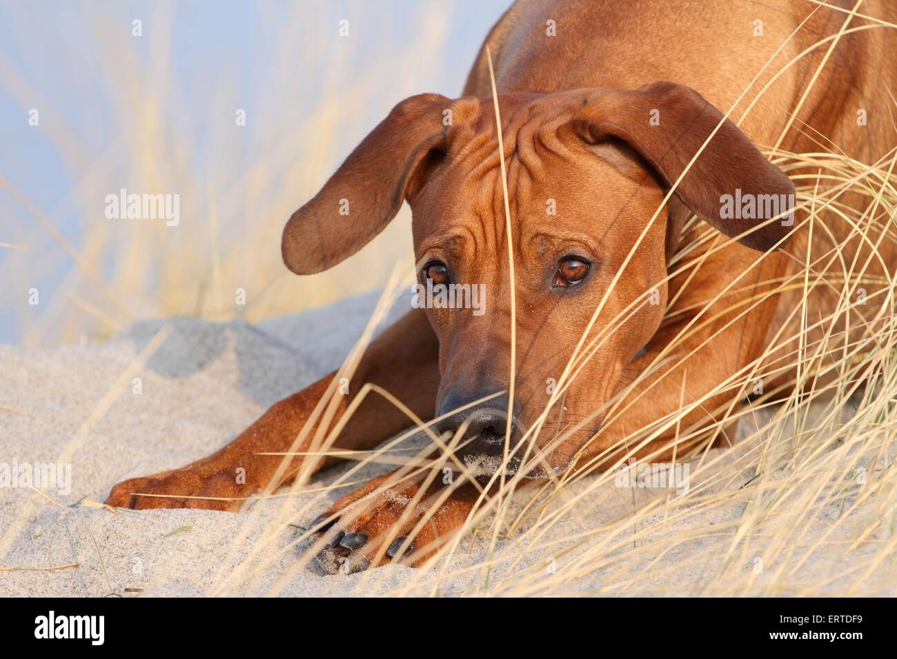 lying Rhodesian Ridgeback Stock Photo - Alamy