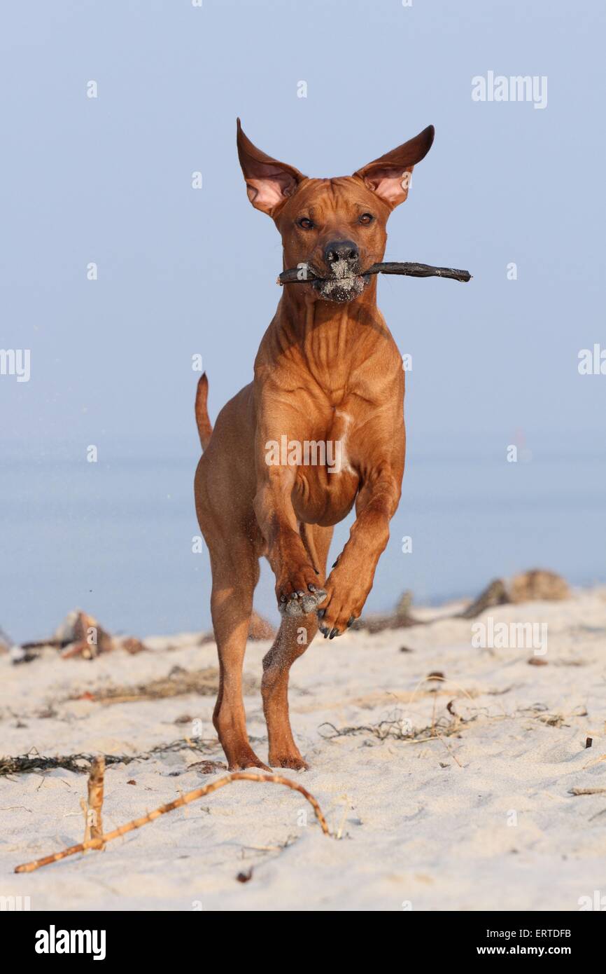 playing Rhodesian Ridgeback Stock Photo - Alamy